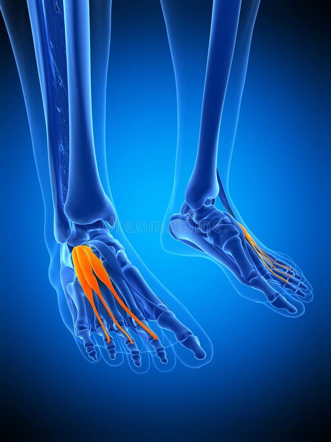 The Extensor Digitorium Brevis Stock Illustration - Illustration of ...