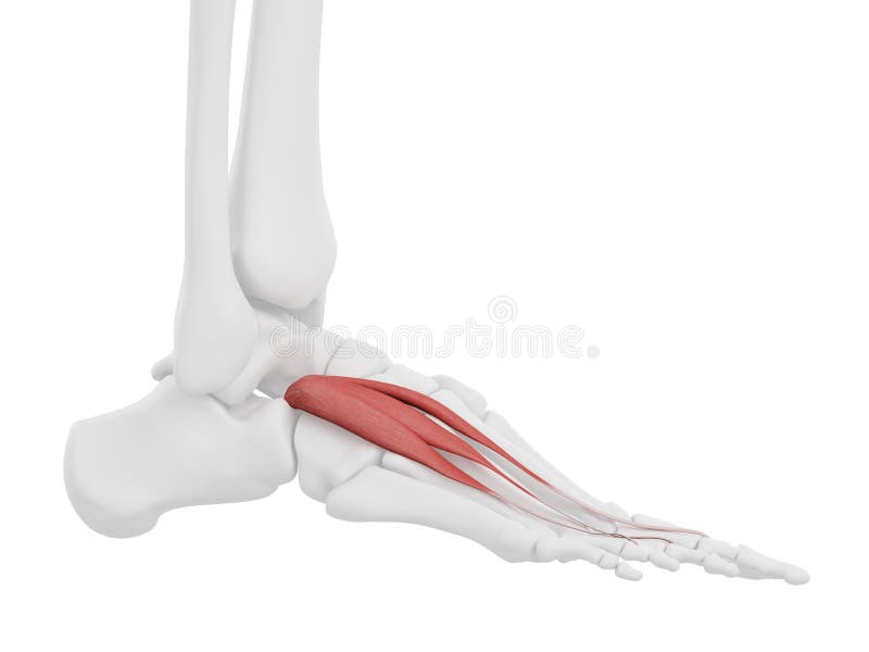 The Extensor Digitorum Brevis Stock Illustration - Illustration of ...