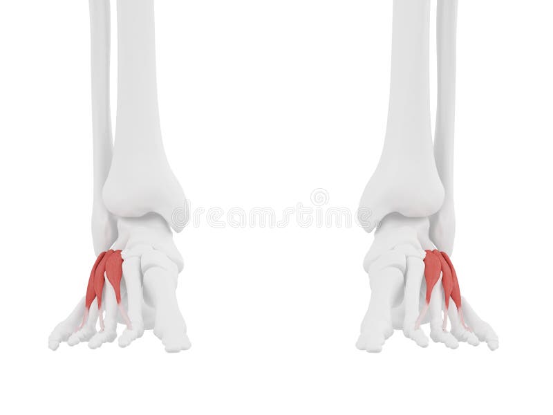 The Extensor Digitorum Brevis Stock Illustration - Illustration of ...