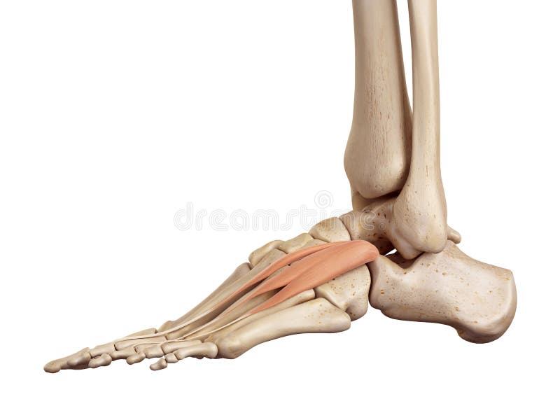 The Extensor Digitorum Brevis Stock Illustration - Illustration of ...