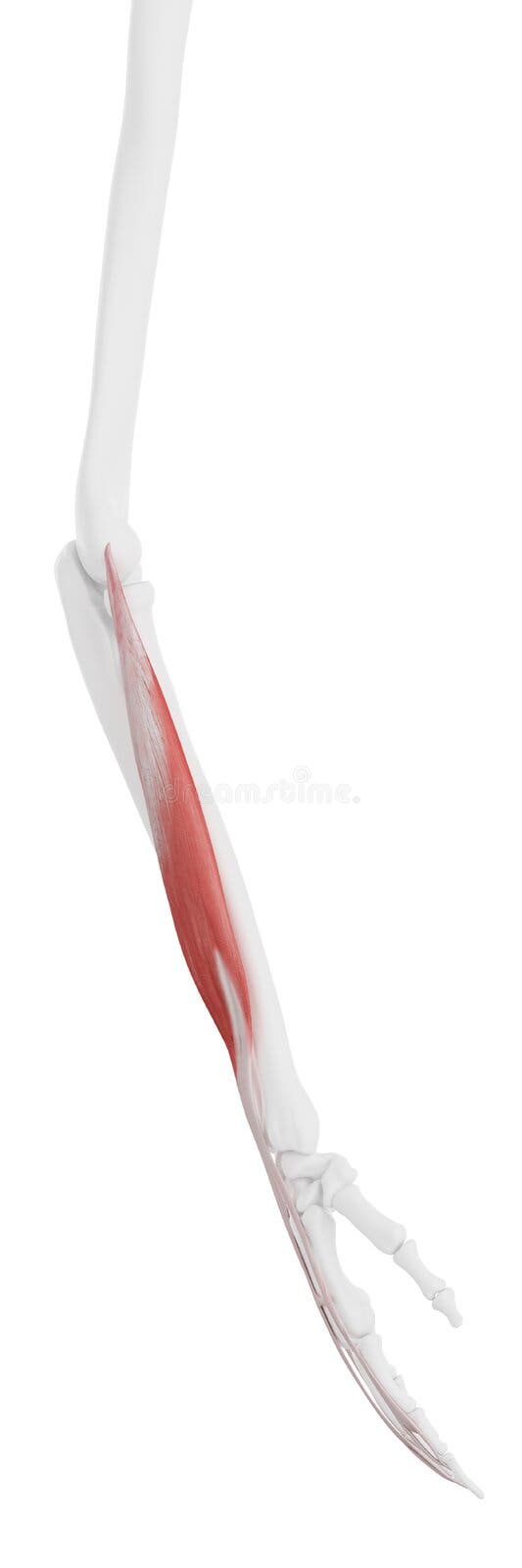 The Extensor Digitorum stock illustration. Illustration of medically ...