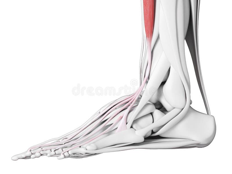 Foot Extensor Stock Illustrations – 97 Foot Extensor Stock ...