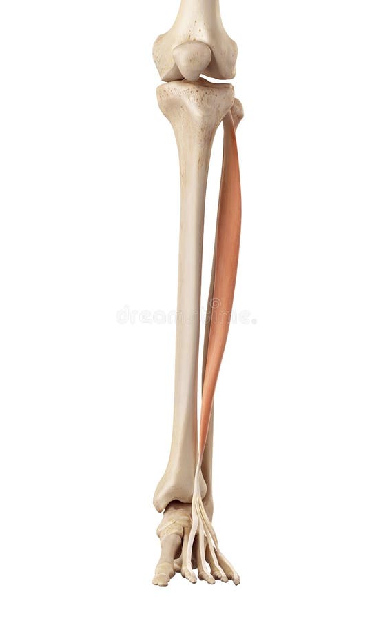 The Extensor Digitorum Longus Stock Illustration - Illustration of ...