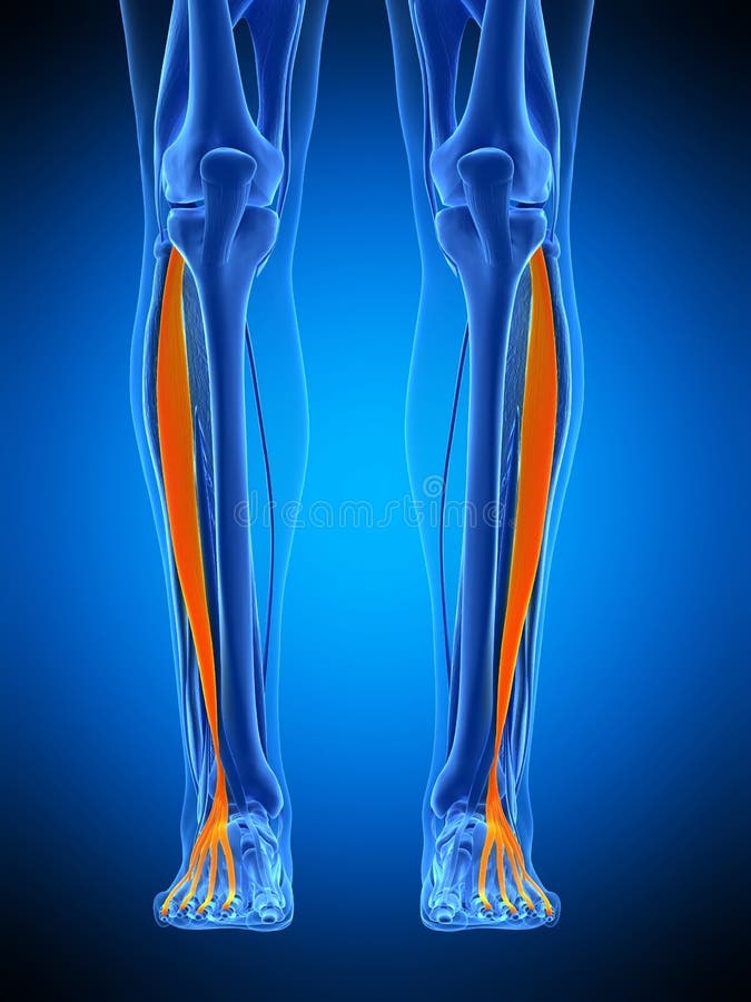 The Extensor Digitorum Longus Stock Illustration - Illustration of blue ...