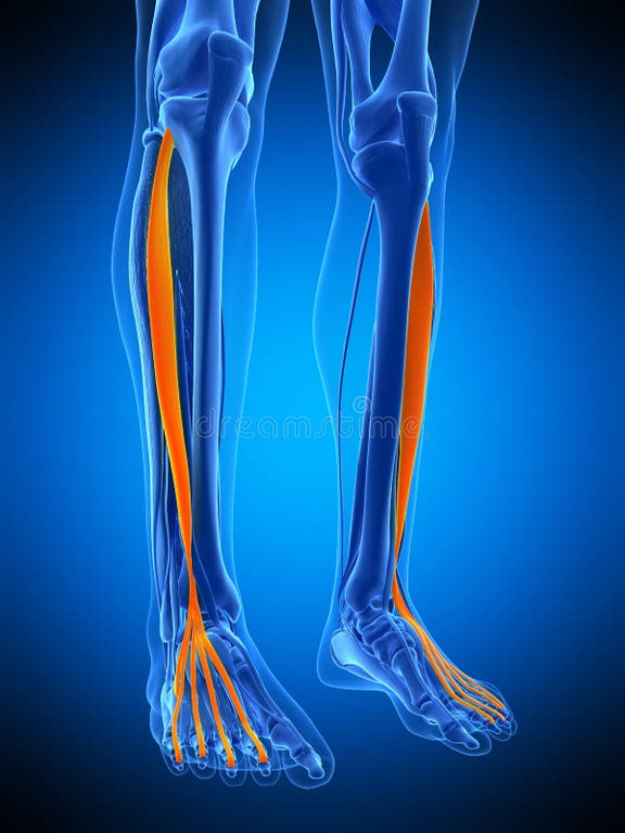 The Extensor Digitorum Longus Stock Illustration - Illustration of ...