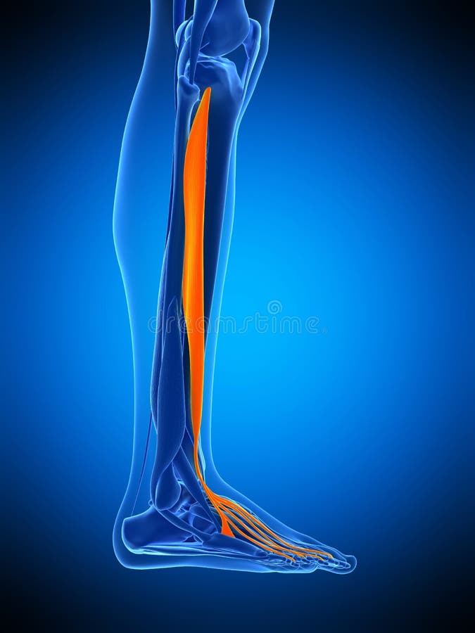 The Extensor Digitorum Longus Stock Illustration - Illustration of side ...