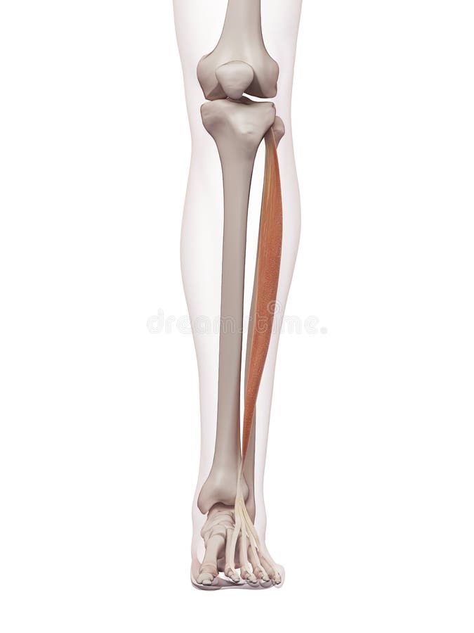 The Extensor Digitorum Longus Stock Illustration - Illustration of ...