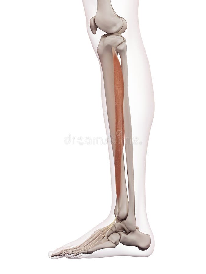 The Extensor Digitorum Longus Stock Illustration - Illustration of ...
