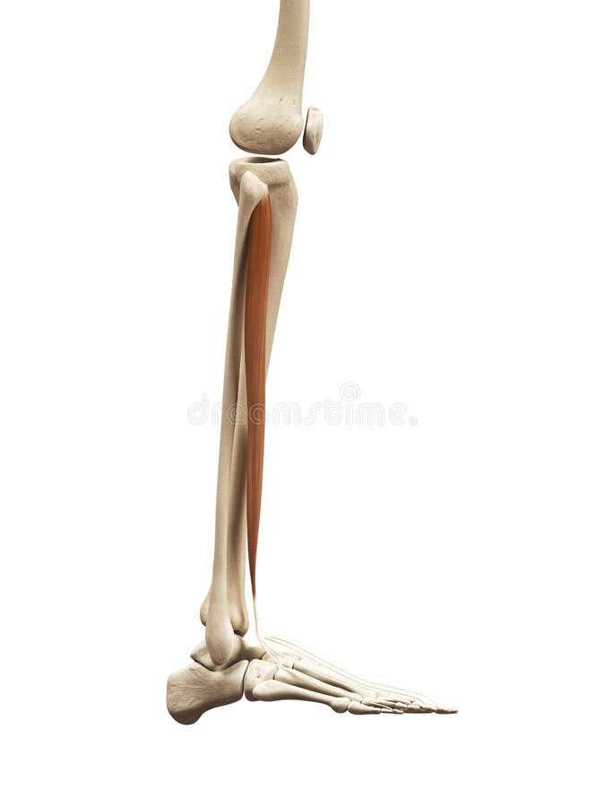 The Extensor Digitorum Longus Stock Illustration - Illustration of ...