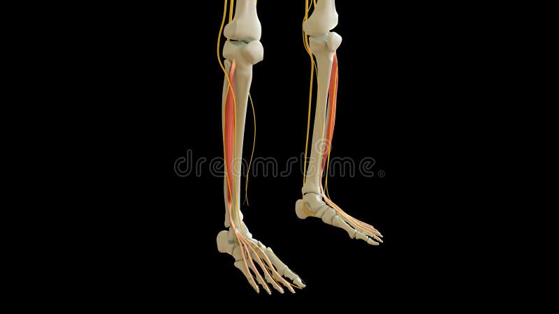 Extensor Digitorum Longus Muscle Anatomy for Medical Concept 3D ...