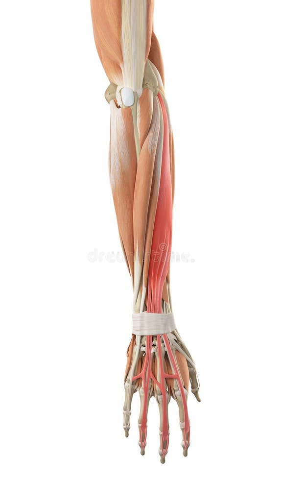 The extensor digitorum stock illustration. Illustration of science ...
