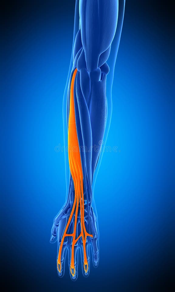 The extensor digitorum stock illustration. Illustration of rendering ...