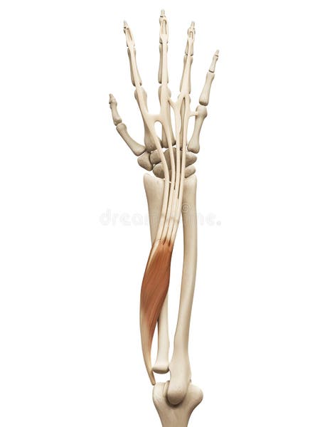 The extensor digitorum stock illustration. Illustration of diagram ...