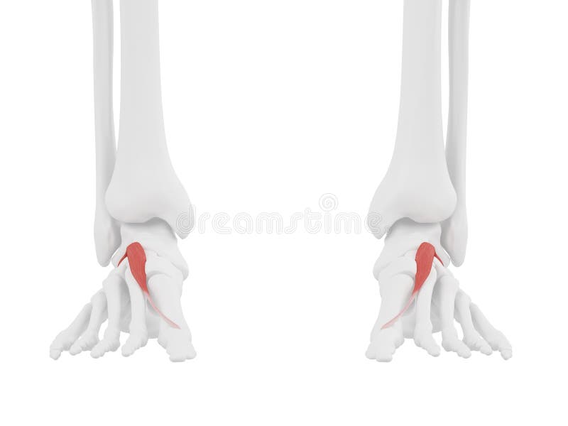 The Extensor Hallucis Brevis Stock Illustration - Illustration of ...