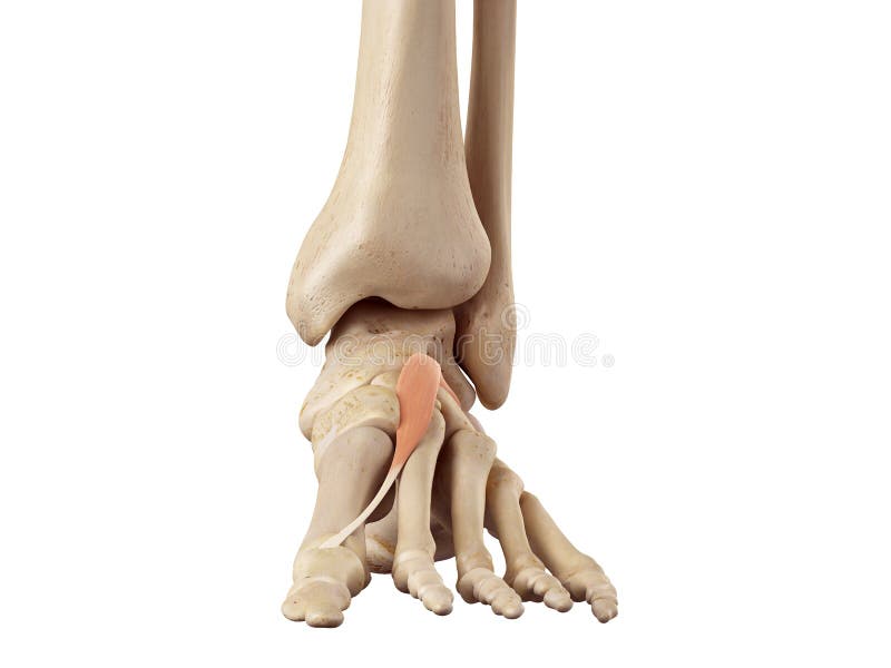 The Extensor Hallucis Brevis Stock Illustration - Illustration of bone ...