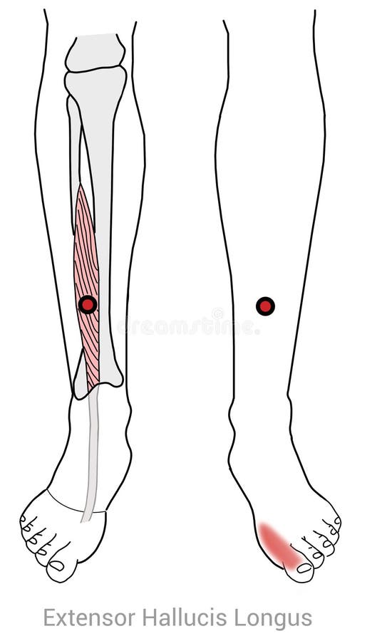 Extensor Hallucis Longus stock illustration. Illustration of muscular ...