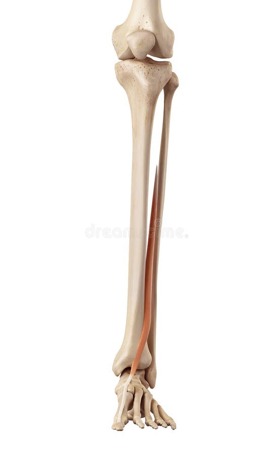 Extensor Hallucis Longus Model