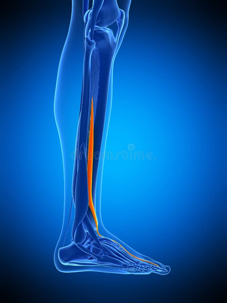 Extensor Hallucis Stock Illustrations – 432 Extensor Hallucis Stock ...