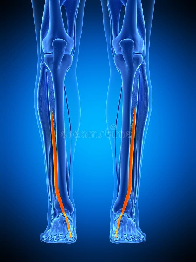 The Extensor Hallucis Longus Stock Illustration - Illustration of ...