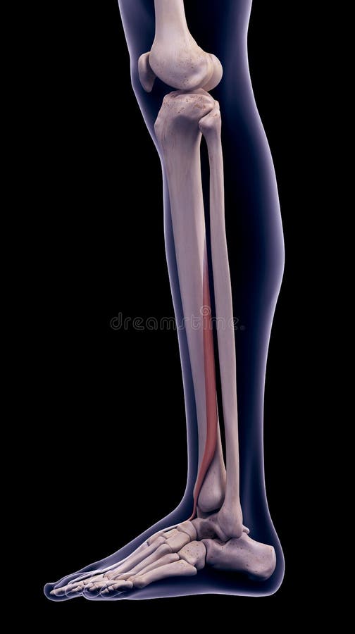 Extensor Hallucis Longus Model