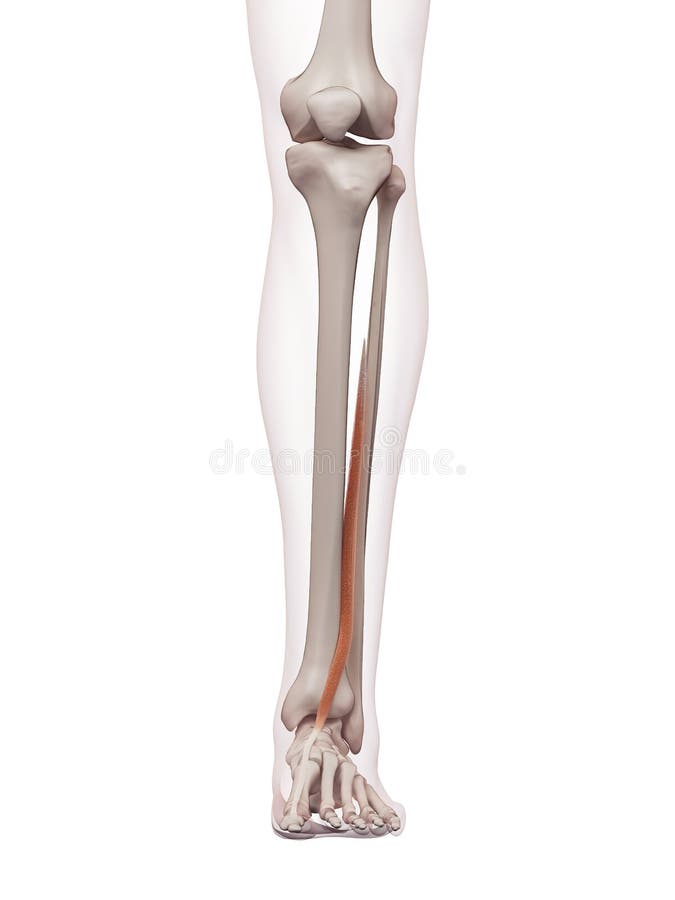 The Extensor Hallucis Longus Stock Illustration - Illustration of male ...