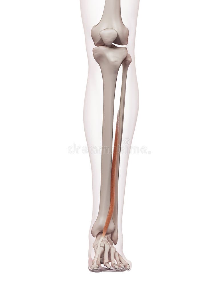 Extensor Hallucis Longus Stock Illustrations – 422 Extensor Hallucis ...