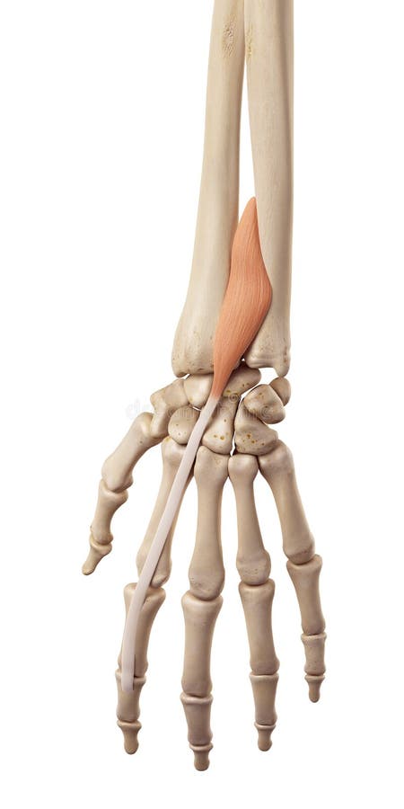 The extensor indicis stock illustration. Illustration of diagram - 45575418