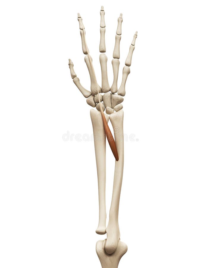 The extensor indicis stock illustration. Illustration of diagram - 45575418