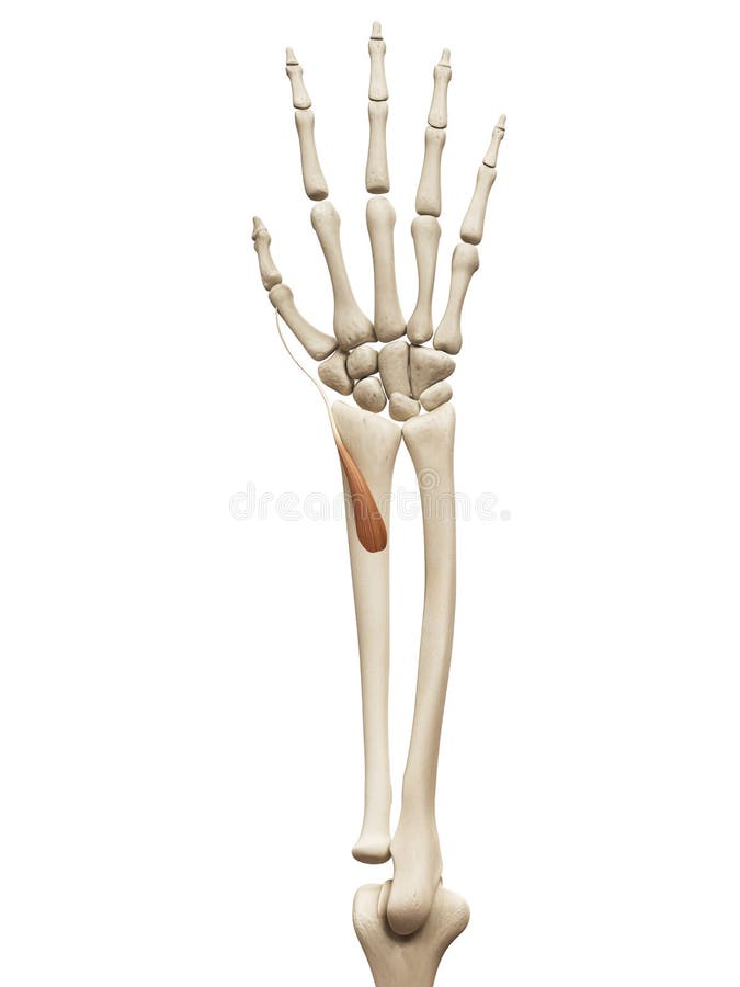 The Extensor Pollicis Brevis Stock Illustration - Illustration of ...