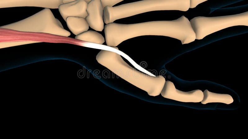 Extensor Pollicis Brevis Muscle Anatomy for Medical Concept 3D ...