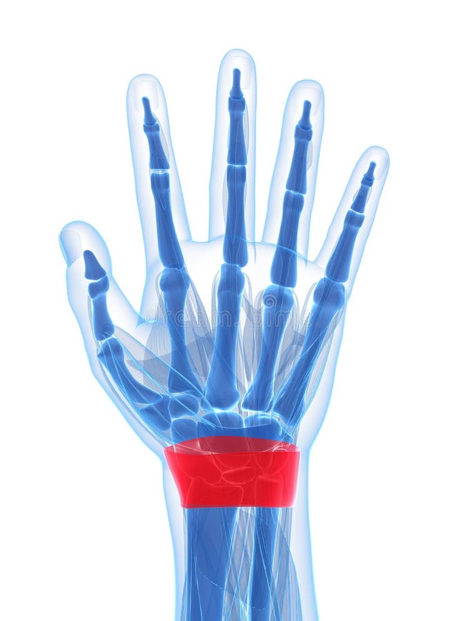 The extensor retinaculum stock illustration. Illustration of medical ...