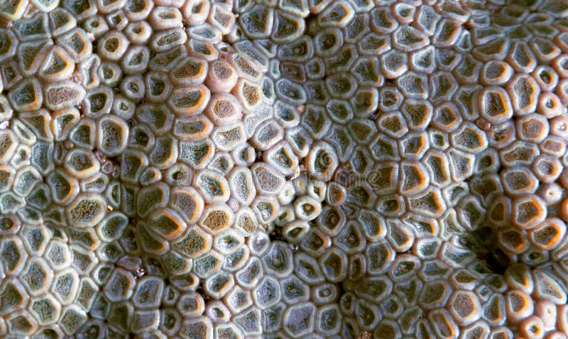 Balanus Amphitrite Stock Photos - Free & Royalty-Free Stock Photos from ...