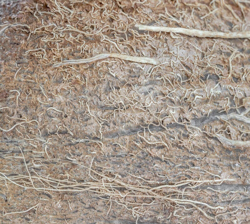 Coconut texture outside stock image. Image of ingredient - 225337237