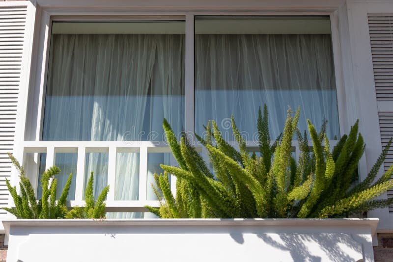 Exterior Sunny White Shuttered Window with Green Ferns in Window Box ...