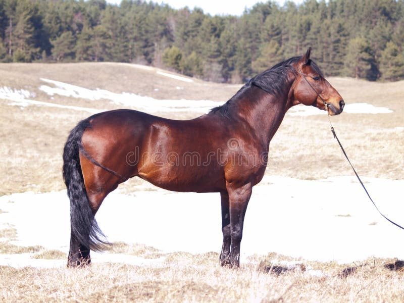 Exterior of Trakehner Horse Stock Photo - Image of beauty, equitation ...