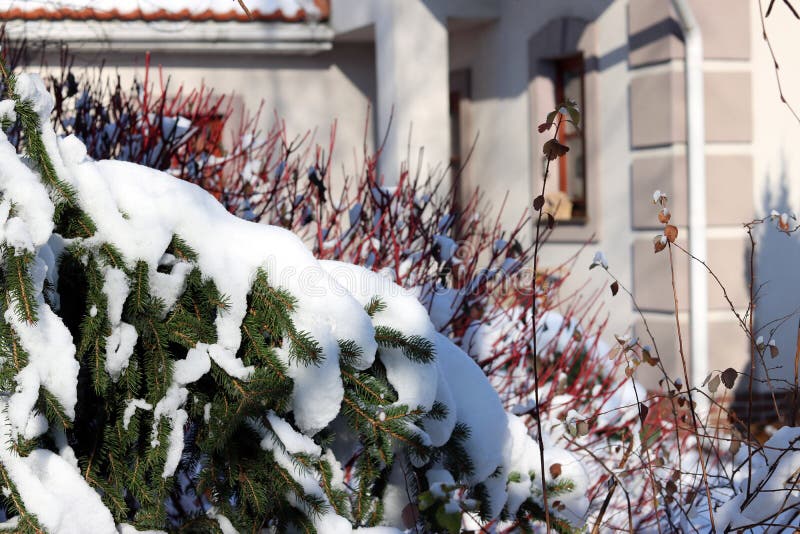 Exterior View of Building and Plant Under Snow Stock Photo - Image of ...