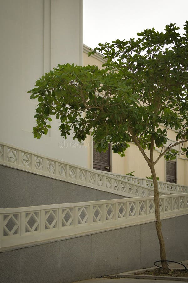 The Exterior View of Mosque and Nature Tree at Cairo Stock Image ...