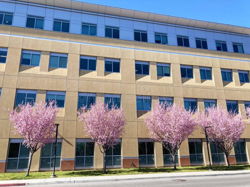 Exterior View of a Typical Multi Story Office Building with Flowering ...