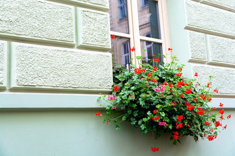 Exterior Window with Blooming Red Flowers Stock Photo - Image of ...