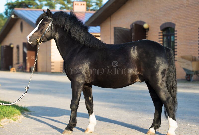 Black Welsh Pony in Emotion Stock Image - Image of beautiful, portrait ...