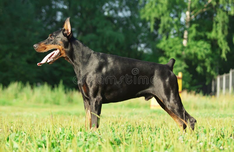 Exterior of Wonderful Purebred Black Doberman Stock Image - Image of ...