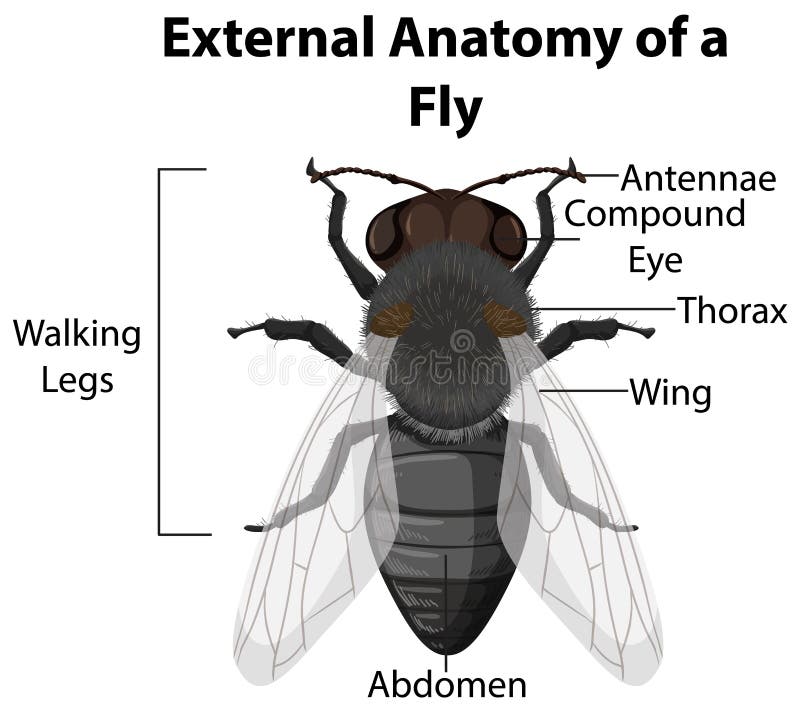 Fly Anatomy Stock Illustrations – 1,112 Fly Anatomy Stock Illustrations ...