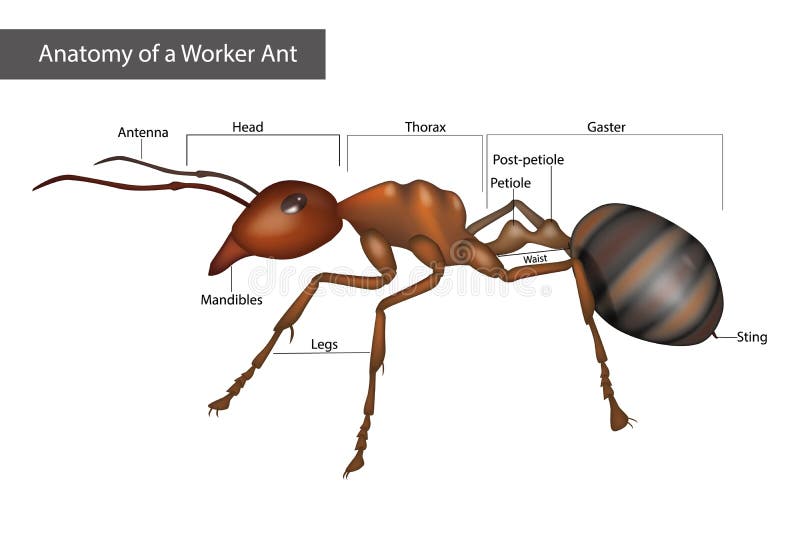 Diagram Of An Ant