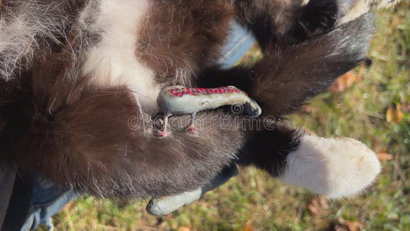 External Fixation of a Cat S Broken Leg Using Kirschner Wires and an ...