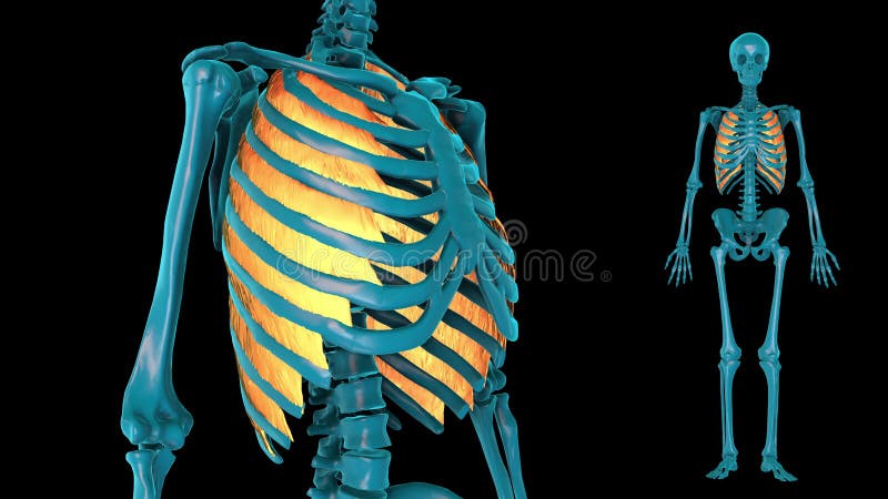 External Intercostal Muscle on a White Background - 3D Model Stock ...
