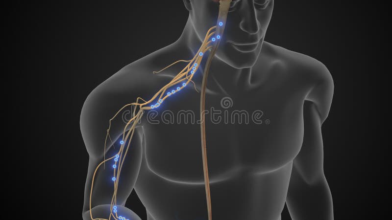 External Nervous Pathways for Touch Sensation Stock Illustration ... External Nervous Pathways for Touch Sensation Stock Illustration ...