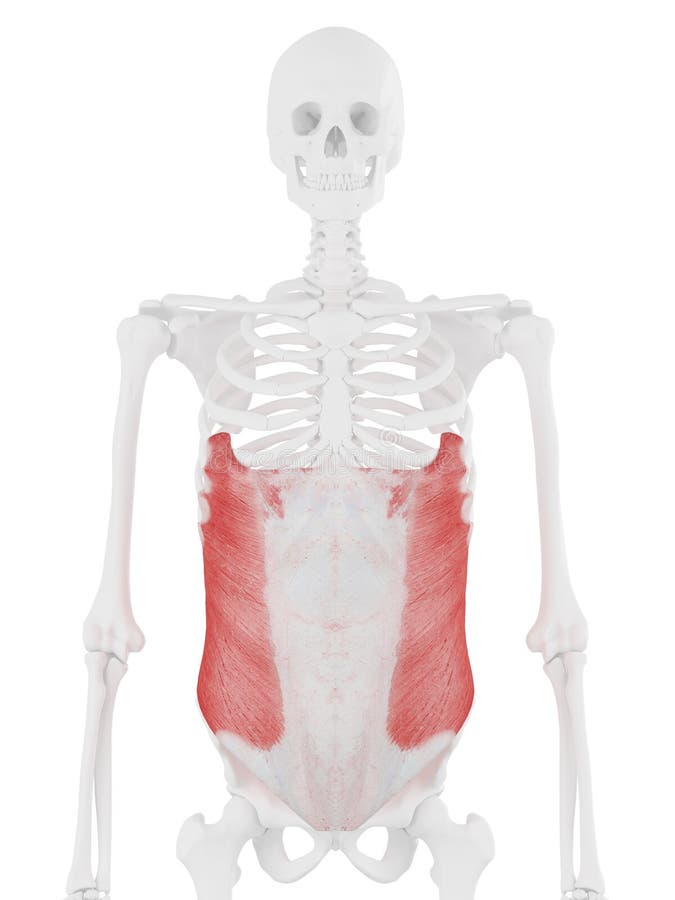 The external oblique stock illustration. Illustration of health - 57548094