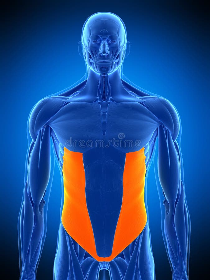 External Oblique - Anatomy Muscles Stock Illustration - Illustration of ...