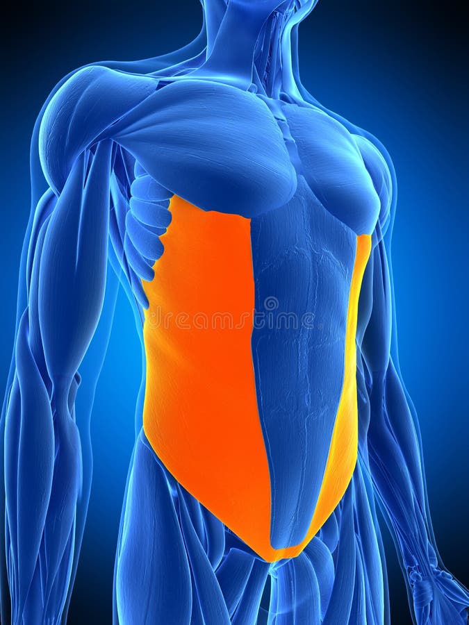 The external oblique stock illustration. Illustration of artwork - 72487908