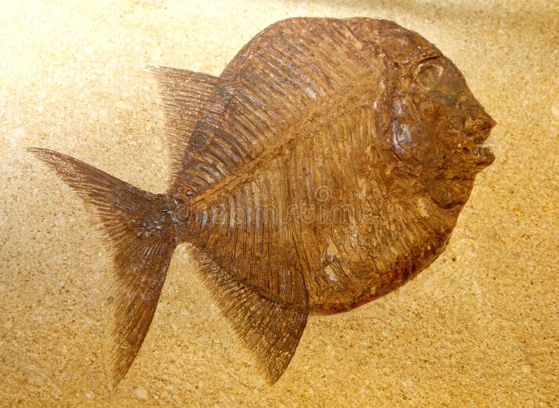Extinct Fossil Fish Stuck in the Rocks Stock Photo - Image of rarity ...